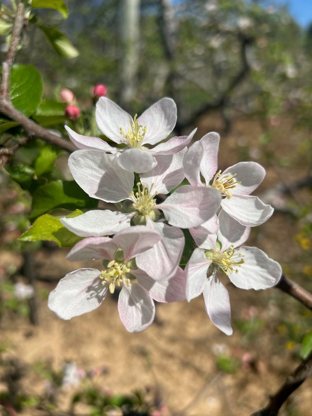 Tree Fruit Physiology and Molecular Biology Research | Sherif's Lab